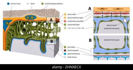 Brain membranes and anatomy. Illustration of the anatomy of the ...