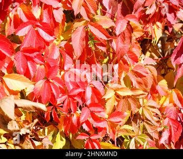 Multicolored leaves of wild or maiden grapes (Latin. Parthenocissus) in ...