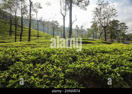 Sri Lanka, Kandy. Tea gardens cloak the hills near Kandy at the Hantane ...