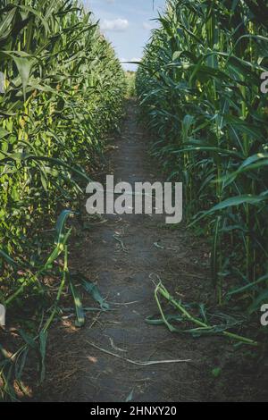 ground straight path through corn field full of green leaves Stock ...