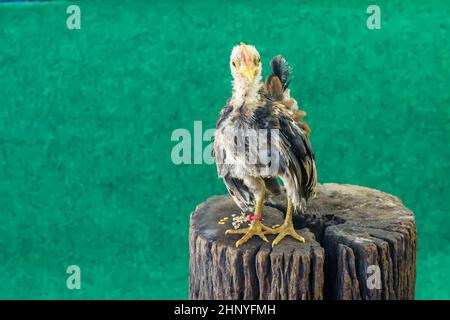 The serama or the malaysian serama are poses on the timber Stock Photo ...