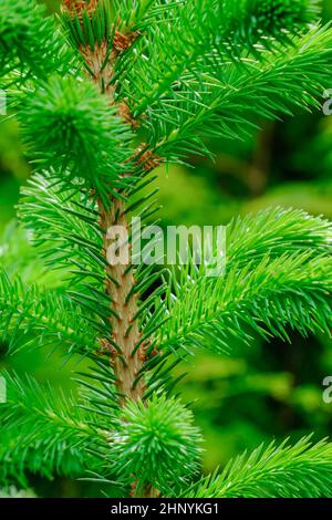 Close view of fresh evergreen fir branches with deep green needles ...