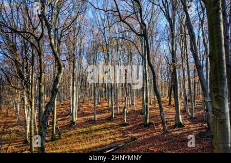 An almost leafless forest in autumn with beautiful sunshine Stock Photo ...