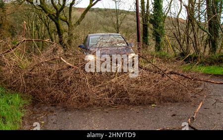 Fallen tree blocking road or highway Stock Photo - Alamy