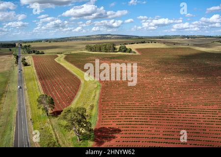 Aerial of cultivated Duboisia or corkwood trees used in the ...