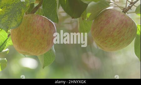 The Sweet and organic plums grown at Fu Shou Shan Farm mountain in ...