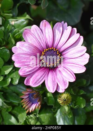Osteospermum, the African daisy,Calenduleae,Blue-eyed Daisy Stock Photo ...
