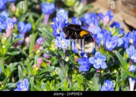 A closeup shot of an early bumblebee on the flower Stock Photo - Alamy
