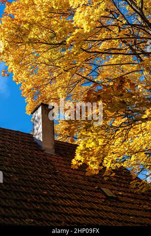 A crooked tree house in the woods Stock Photo - Alamy