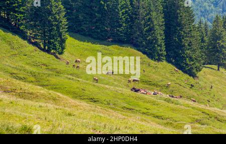 Cattle at Upper Allgaeu near Immenstadt in Bavaria, Germany Stock Photo ...