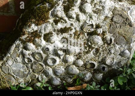 seashells in concrete Stock Photo - Alamy