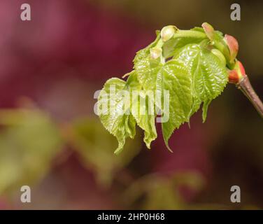 Small-leaved linden twig on forest background with blue sky. Tilia ...
