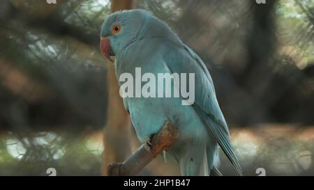 The cyan-colored parrot is gorgeous to look at Stock Photo - Alamy