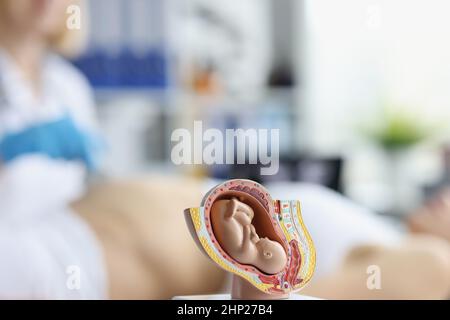 Plastic model of an embryo in the womb on the doctor's table Stock ...