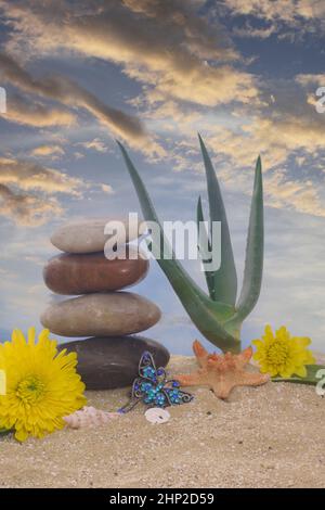 Aloe Vera With Flowers and Sea Shells on Sand Stock Photo - Alamy
