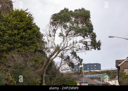 Fallen tree due to bad stormy weather. Climate change, extreme weather ...