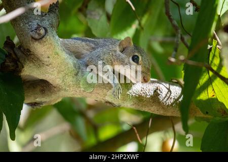 Indian Palm squirrel or Five striped Palm squirrel Funambulus pennanti ...