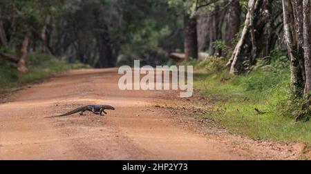 Closeup of Bengal monitor lizard, Varanus bengalensis, Satara ...
