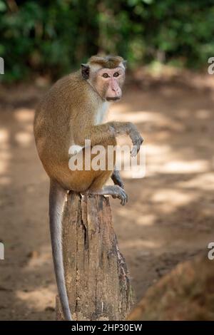 Old world monkey species Toque macaques (Macaca sinica) social grooming ...