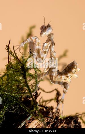 A macro close up of a Spiny Thistle Mantis nymph, at instar L4 Stock ...