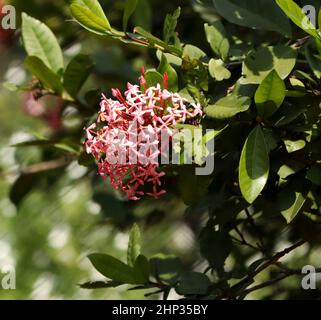 Ixora coccinea Plant Idly Poo Plant it is greenery natural Stock Photo ...