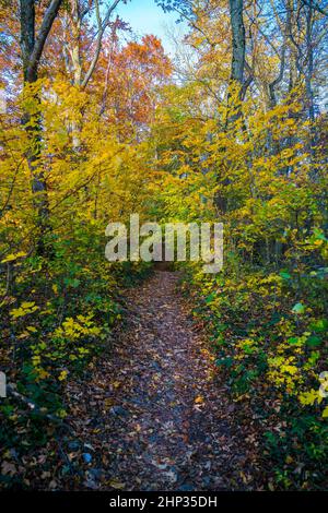 A romantic walk through a magical forest Stock Photo - Alamy