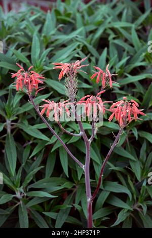 Aloe dawei,Dawe's Aloe,aloes,red,flower,flowers,flowering,tropical ...