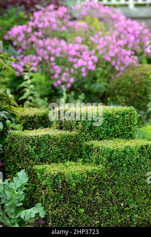 hedge hedging clip clipped shape shaped orca killer whale object garden ...