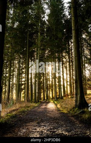 Kielder England: 11th January 2022: Warm winter sun shining on lake ...