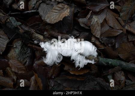 Hair ice, Ice hair on wood, hairy ice look like white hair, fine ice ...