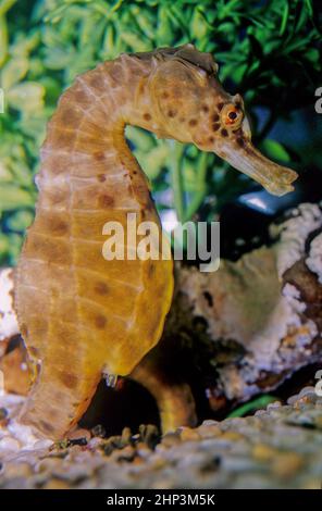 A seahorse also written sea-horse and sea horse is any of 46 species of ...