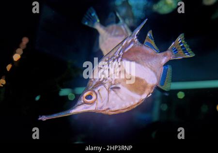 The crested bellowsfish or crested bellowfish, Notopogon lilliei, is a ...