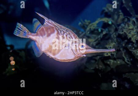 The crested bellowsfish or crested bellowfish, Notopogon lilliei, is a ...