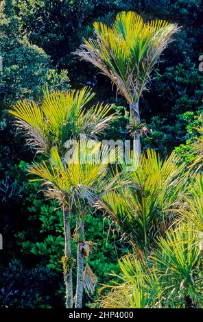 Rhopalostylis sapida, nīkau Māori: nīkau or nikau is a palm tree ...
