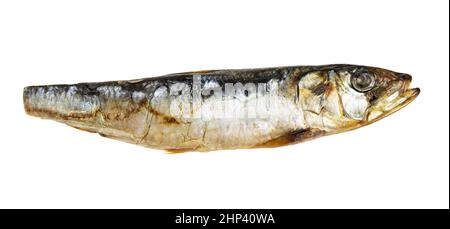 single smoked pacific pilchard fish isolated on white background Stock ...
