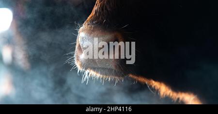 Cows breathe steaming on a cold winters morning. Scotland, UK Stock ...