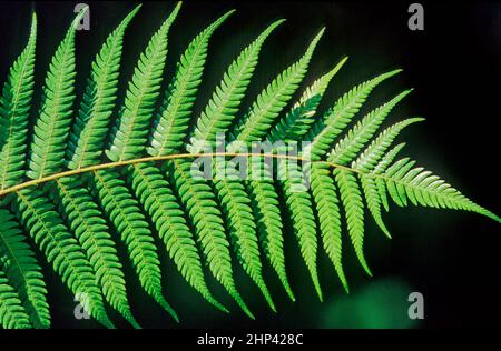 Cyathea dealbata leaf (also known as the silver tree-fern or silver ...