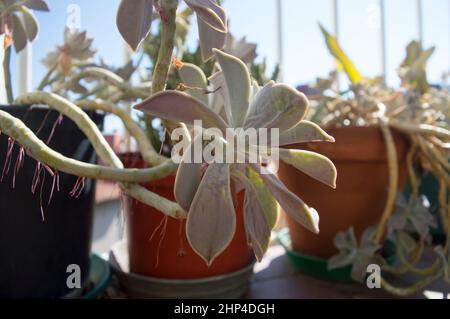 Dry and shriveled leaves of a succulent plant Echeveria due to sun ...