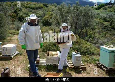 A man and a woman who are beekeepers collect honey from the beehives on ...