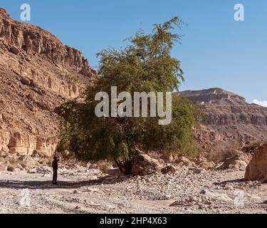 Ziziphus Spina Christi Tree or Christ Thorn Jujube, edible fruit hangs ...