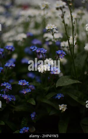 White and indigo flowers Stock Photo - Alamy
