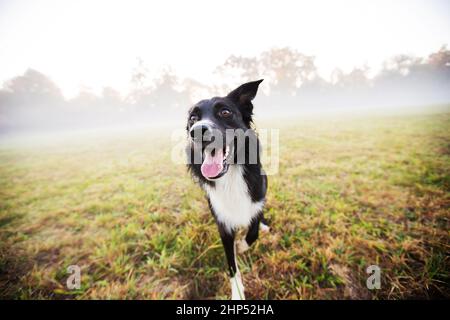 Border collie dog in the city Stock Photo - Alamy