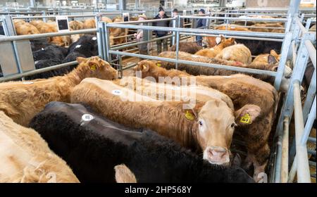 Beef cattle being sold in a livestock auction mart in Cumbria, UK Stock ...