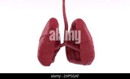 Realistic respiratory organs with pleural lining and 3d render ...