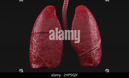 Realistic respiratory organs with pleural lining and 3d render ...