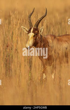 Blesbok Ram, South Africa Stock Photo - Alamy