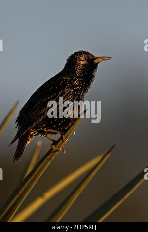 European Starling at Gilbert Riparian Preserve Stock Photo - Alamy