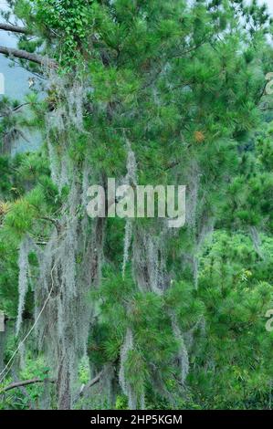 The photo shows a rainforest with various types of trees. The image ...