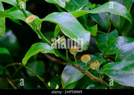 Bolwarra, copper laurel or native guava (Eupomatia laurina) is a shrub ...