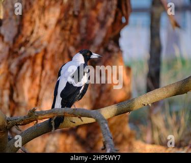 The Australian magpie (Gymnorhina tibicen) is a black and white ...